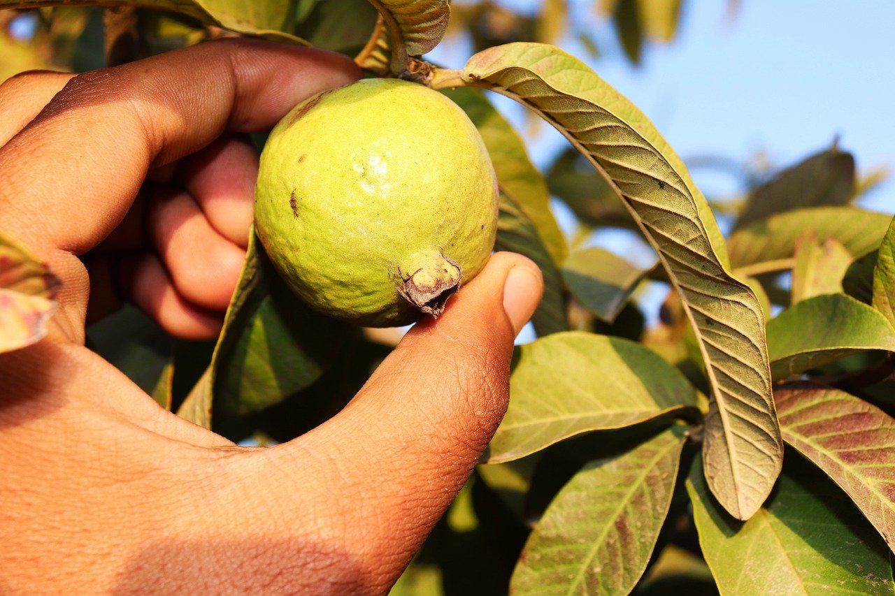 Fruit en G : la liste des fruits commençant par G